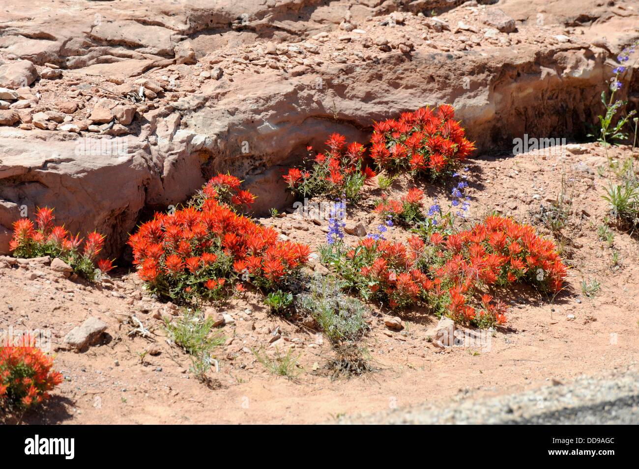 Utah Arches National Park Wildflowers High Resolution Stock Photography ...