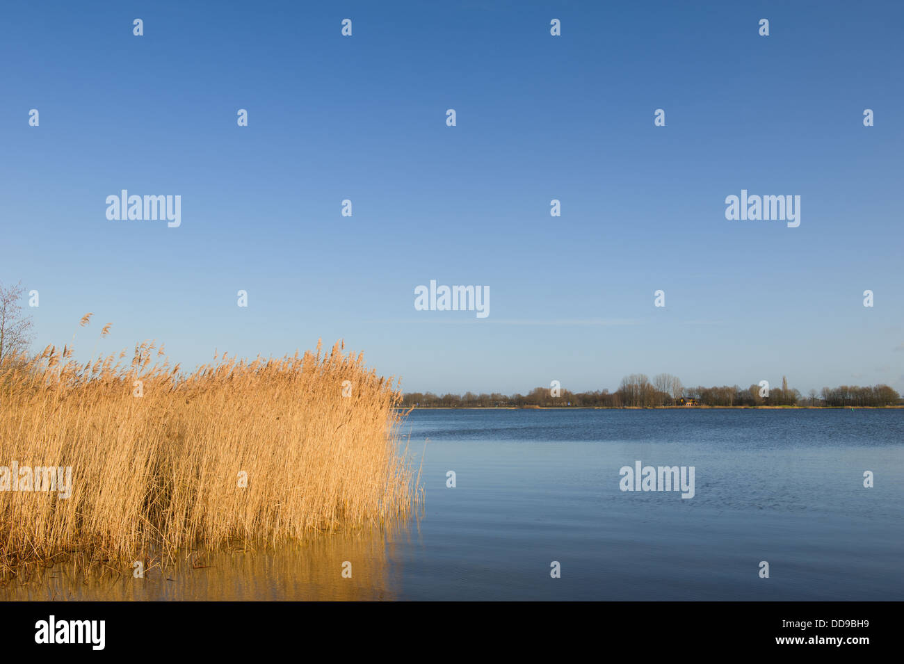 Dutch landscape in Flevoland Stock Photo - Alamy