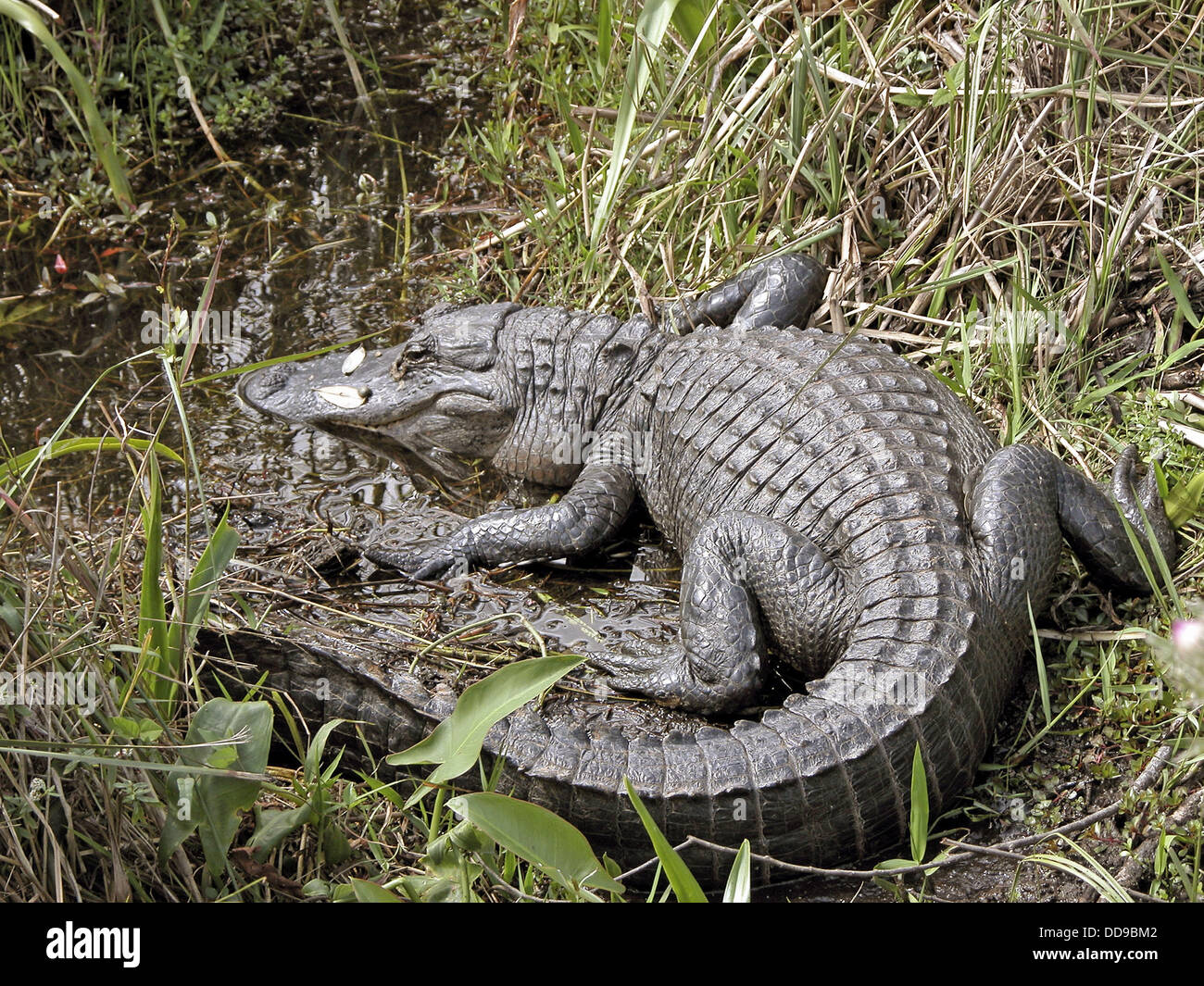 Shark valley visitor center hi-res stock photography and images - Alamy