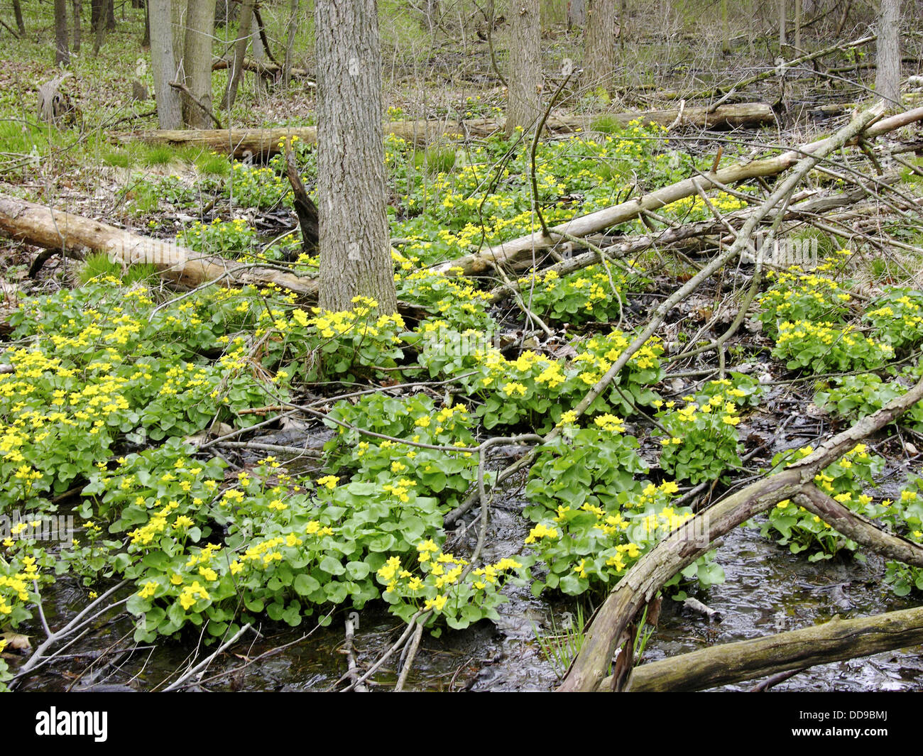 Base of a trunk hi-res stock photography and images - Alamy