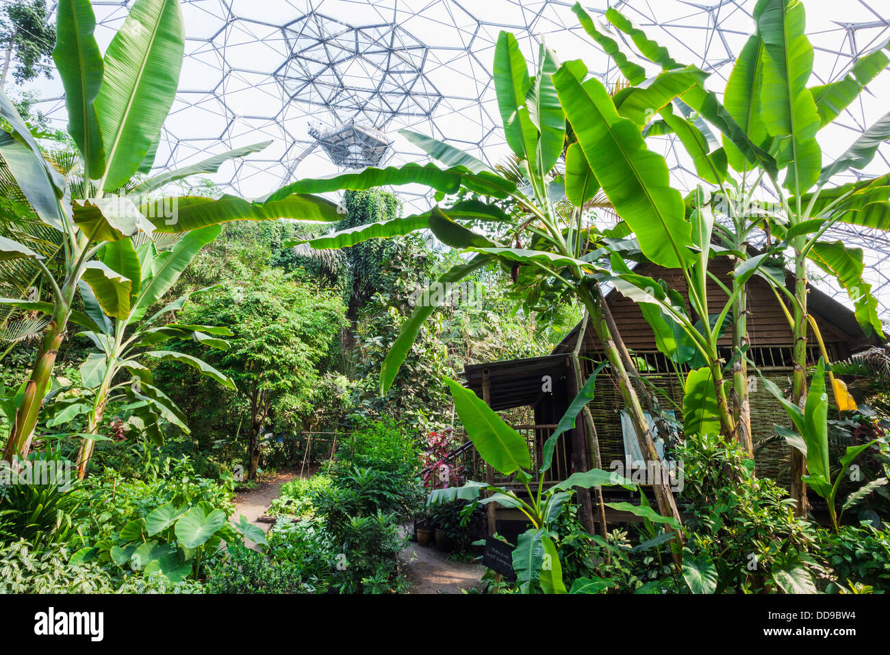 England, Cornwall, St.Austell, The Eden Project, Biome Interior ...