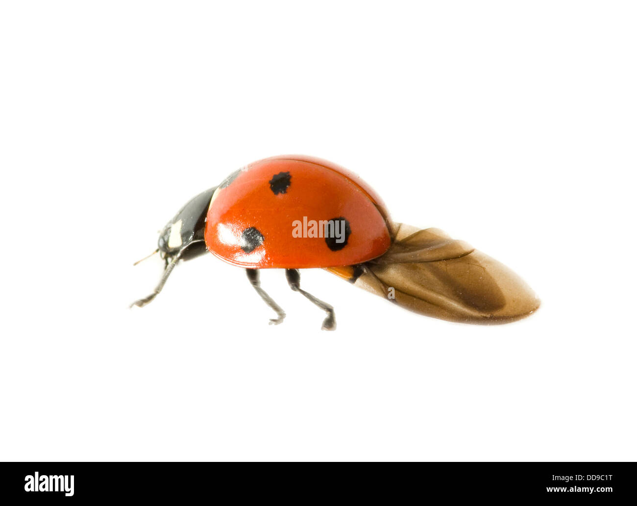Closeup ladybug Cut Out Stock Images & Pictures - Alamy