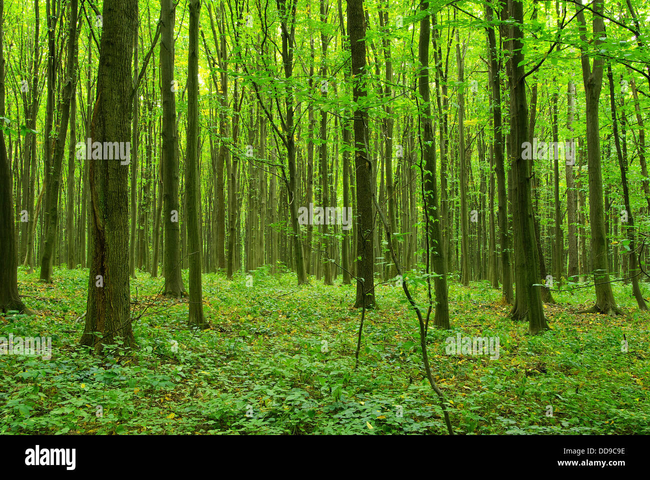 forest background Stock Photo - Alamy
