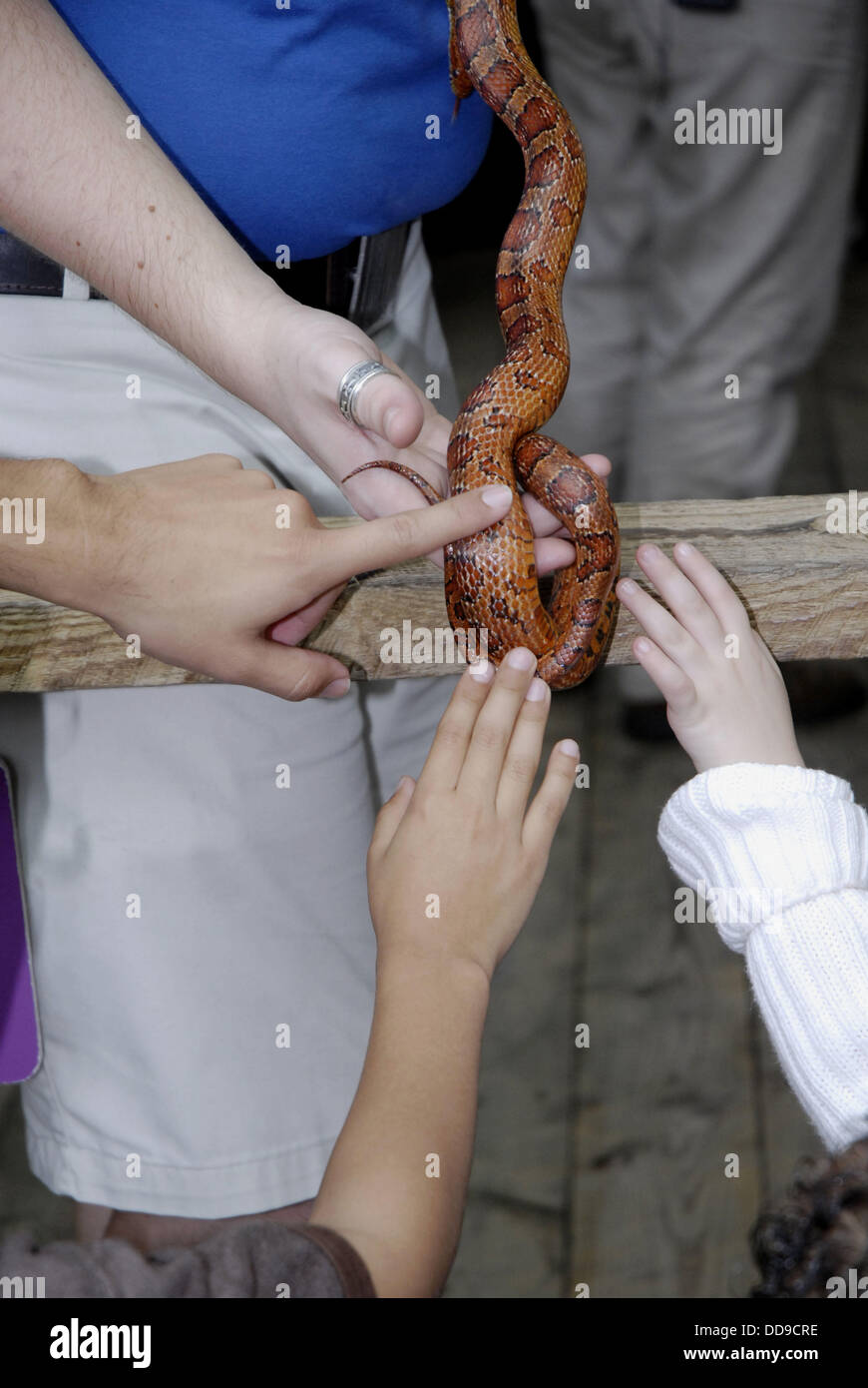 Children Touching Snake High Resolution Stock Photography and Images ...