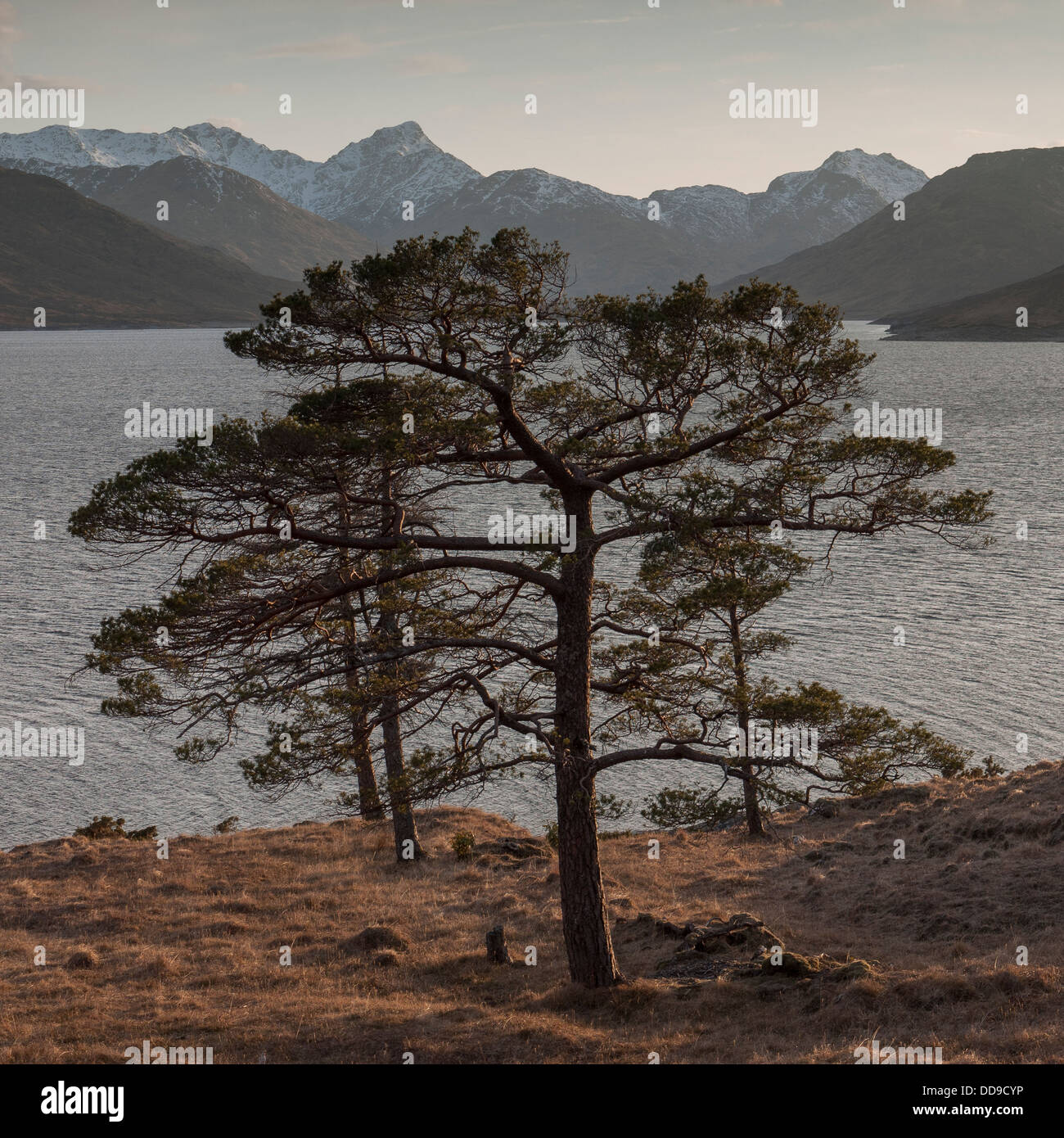 Loch quoich south hi-res stock photography and images - Alamy