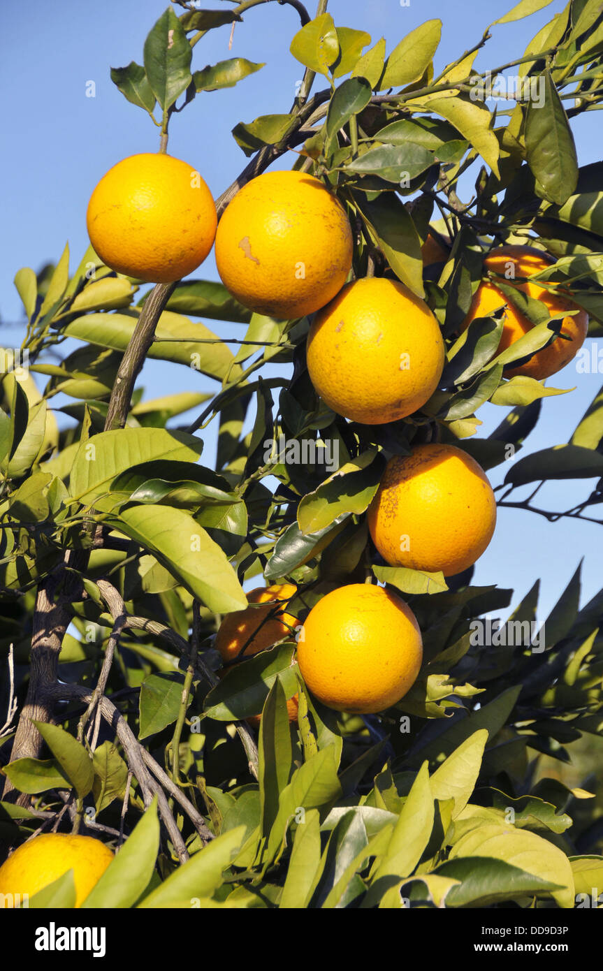 Florida orange tree farm hi-res stock photography and images - Alamy