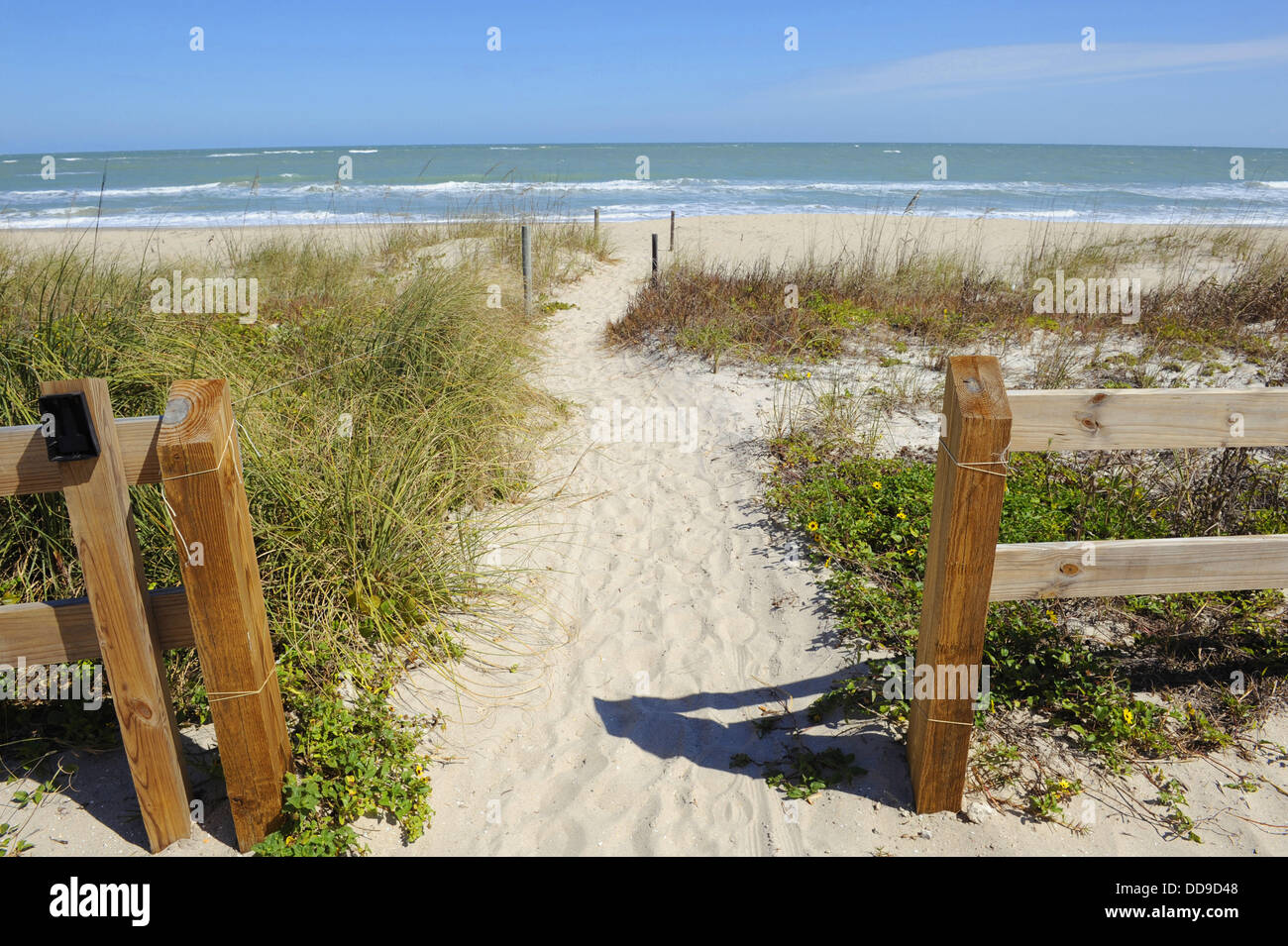 Vegetation near water at Avalon State Park Florida Atlantic East Coast ...
