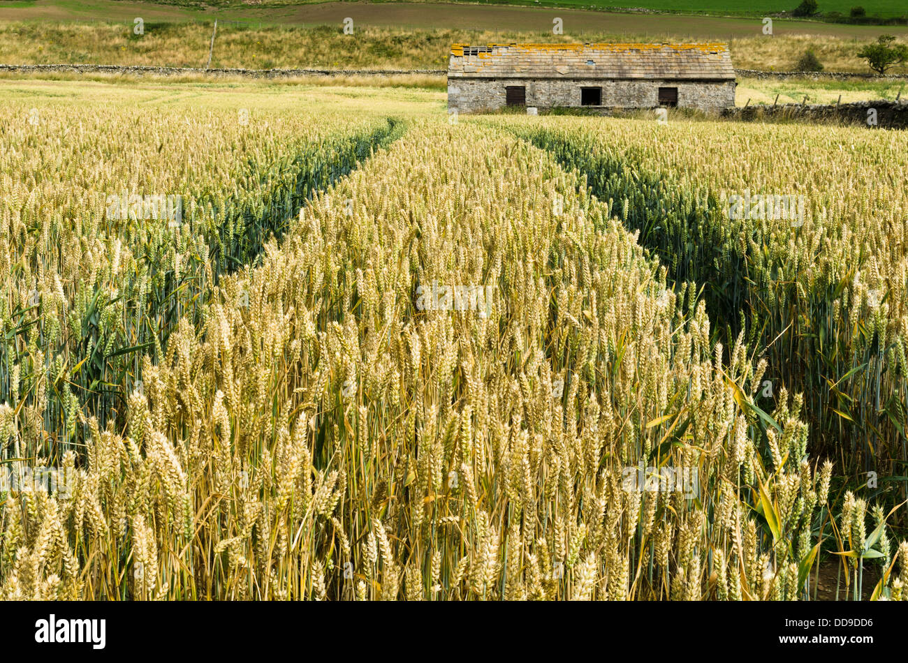 Corn field with tracks leading towards a barn Stock Photo - Alamy
