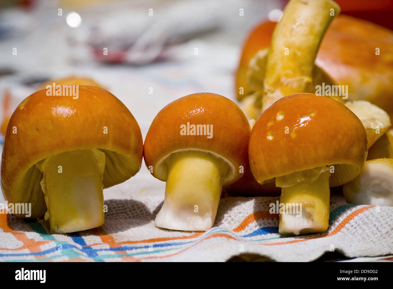 Caesar´s Mushroom (Amanita caesarea Stock Photo - Alamy