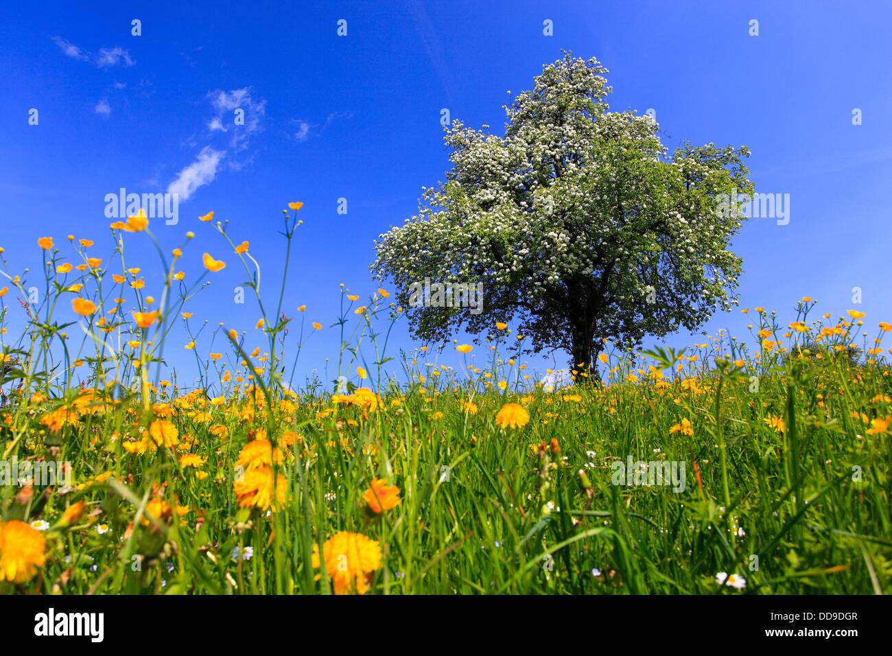 pear tree in blossom, spring, Switzerland Stock Photo - Alamy