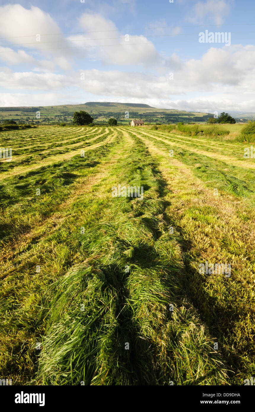 Hay cutting time in Wensleydale in the Yorkshire Dales with Penhill in ...
