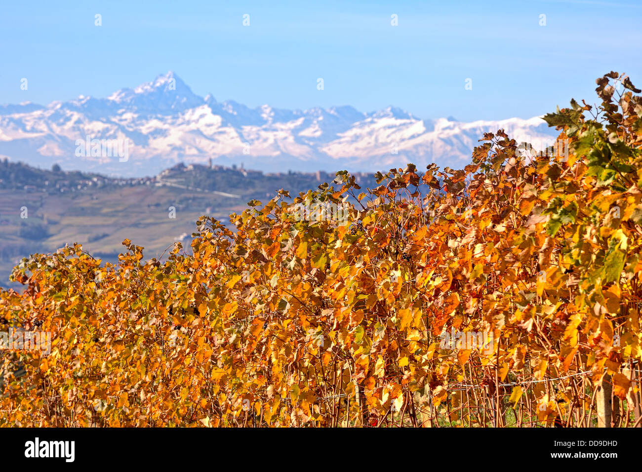 Closeup view of yellow autumnal grape leaves and alpine mountain peak ...