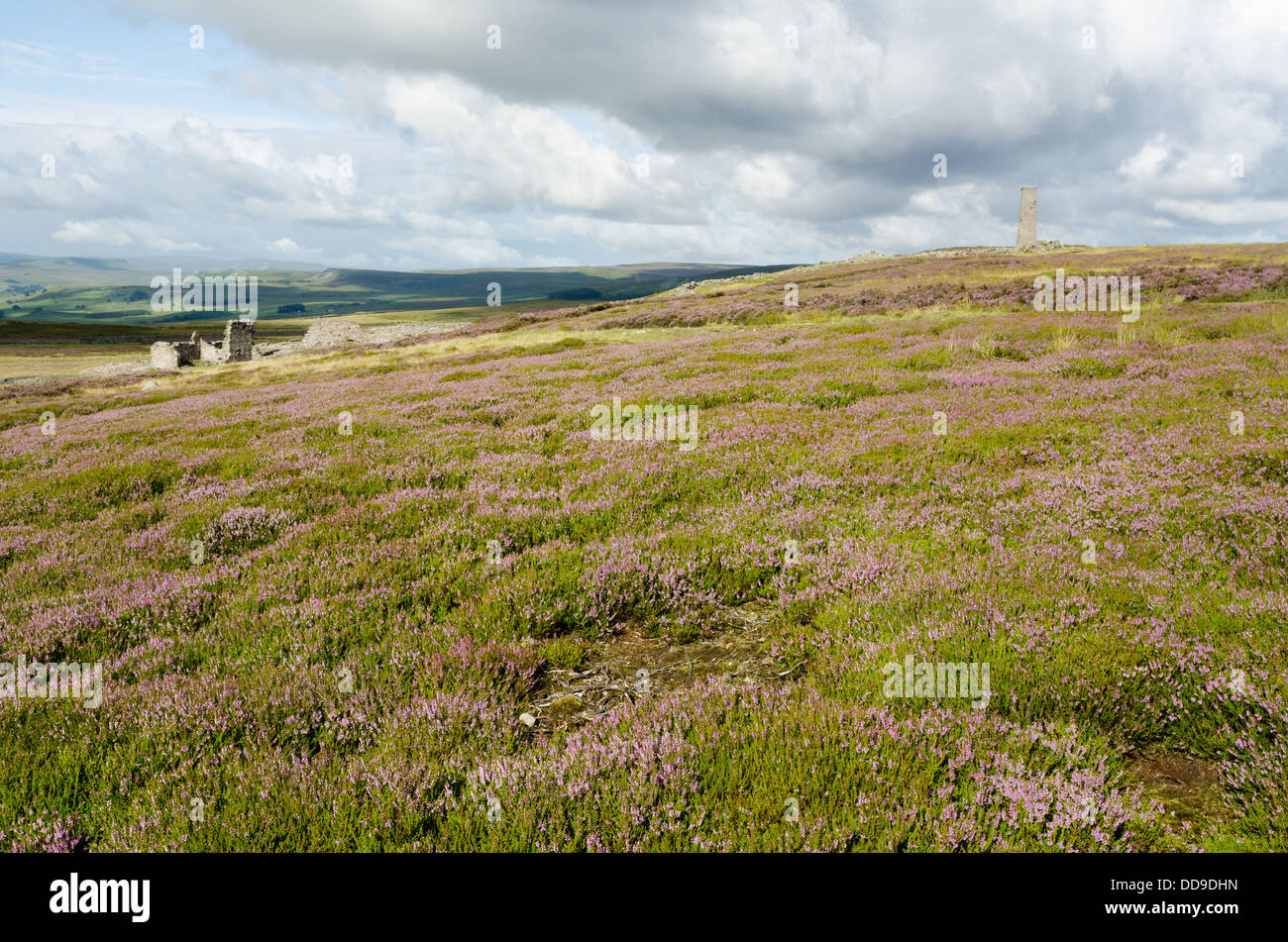 Heather on the grouse moors of Wensleydale Stock Photo - Alamy