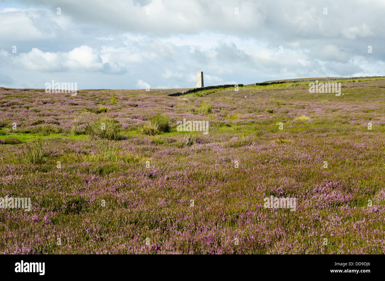 Heather on the grouse moors of Wensleydale Stock Photo - Alamy