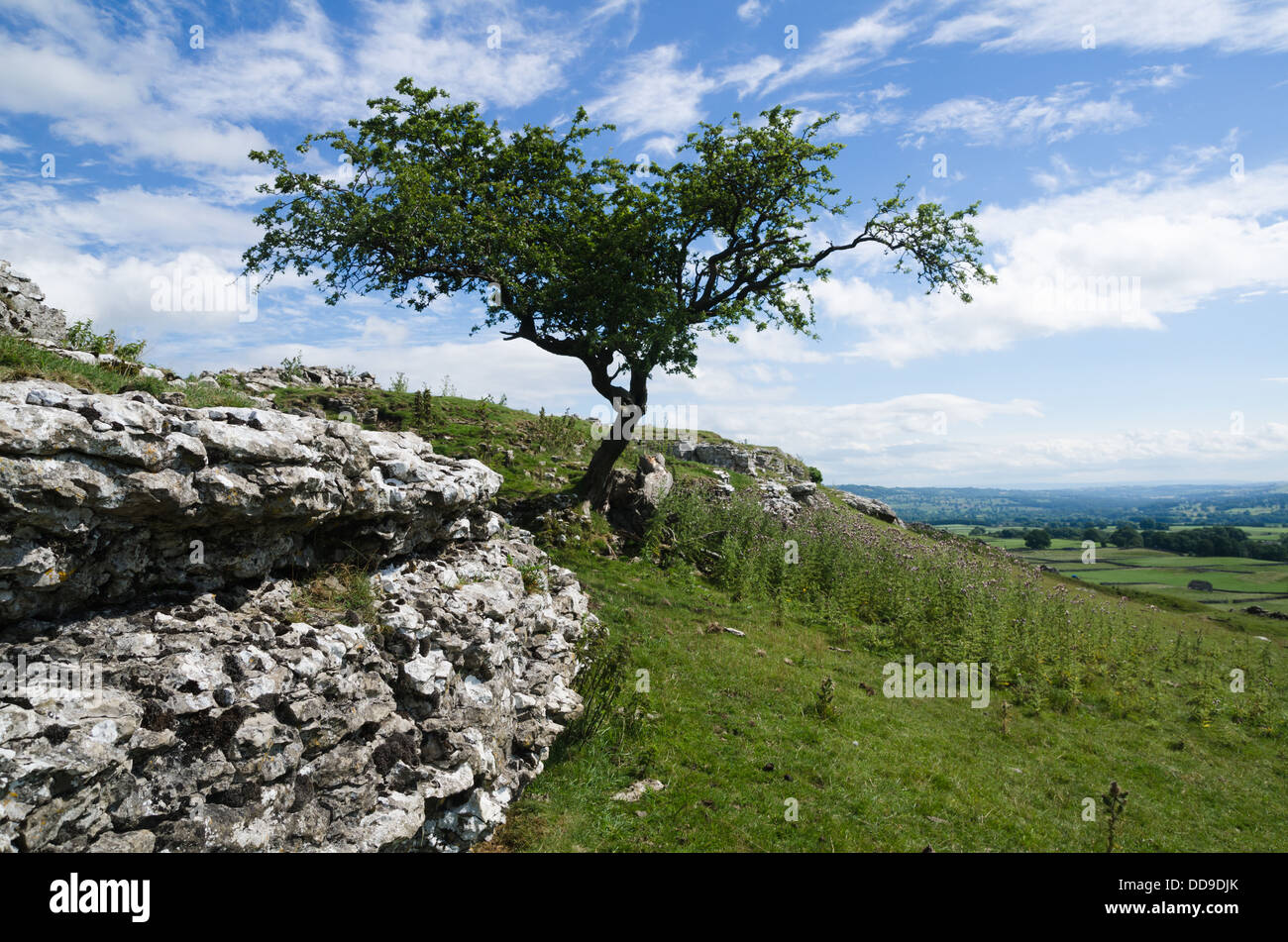 Lone tree by a limestone outcrop Stock Photo - Alamy