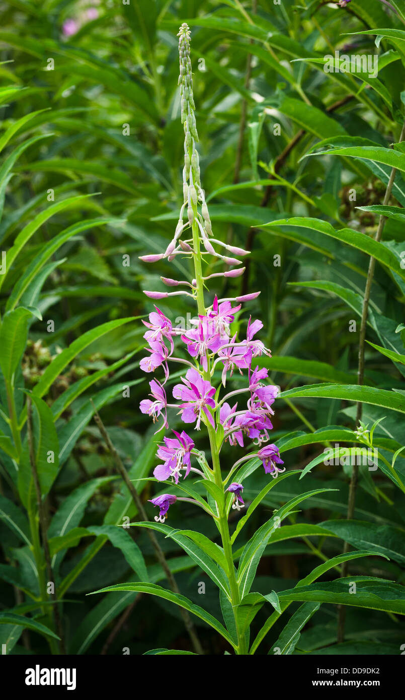 Willow weed hi-res stock photography and images - Alamy