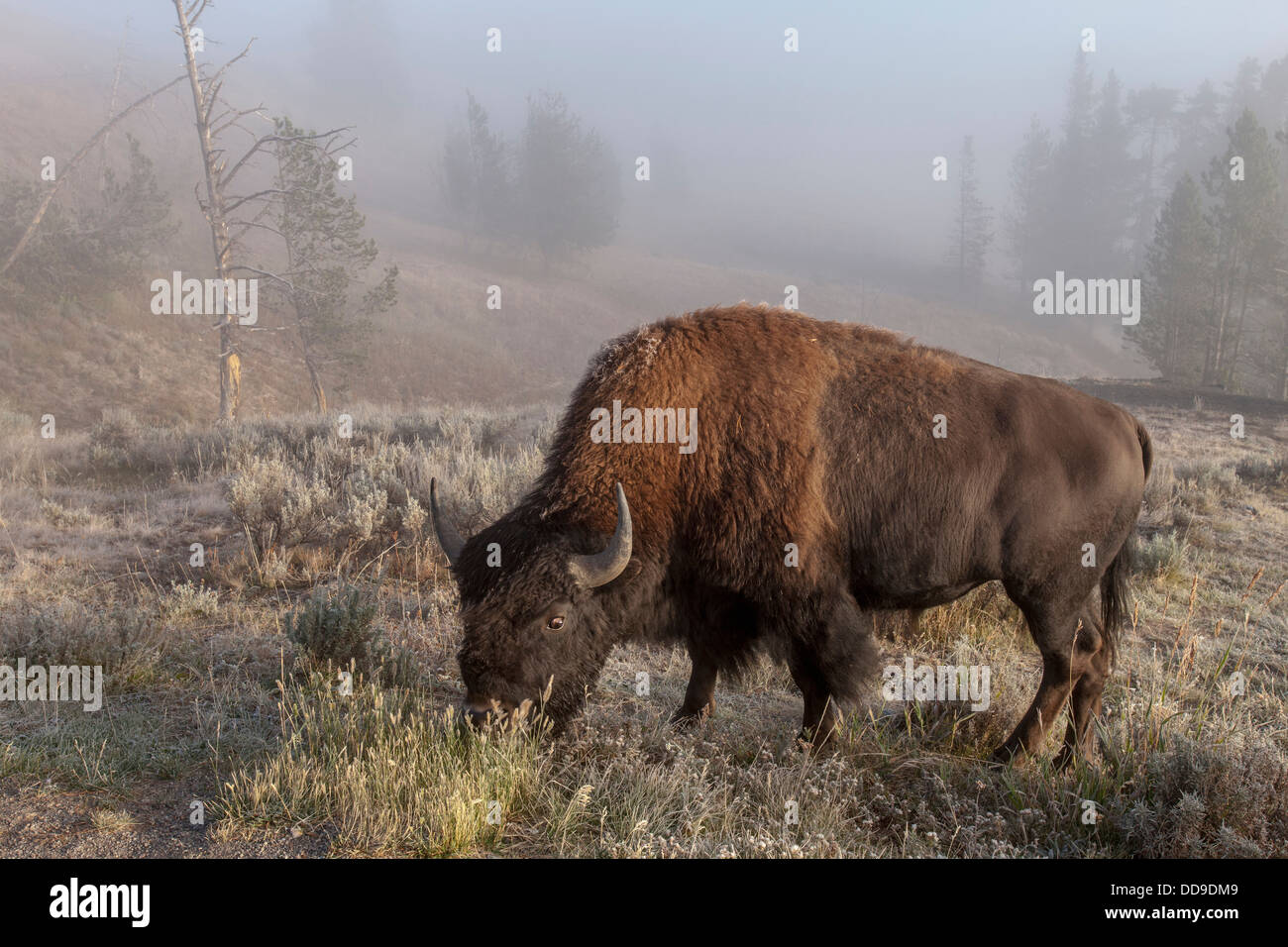 Bison in morning mist. Yellowstone National Park Wyoming Stock Photo ...