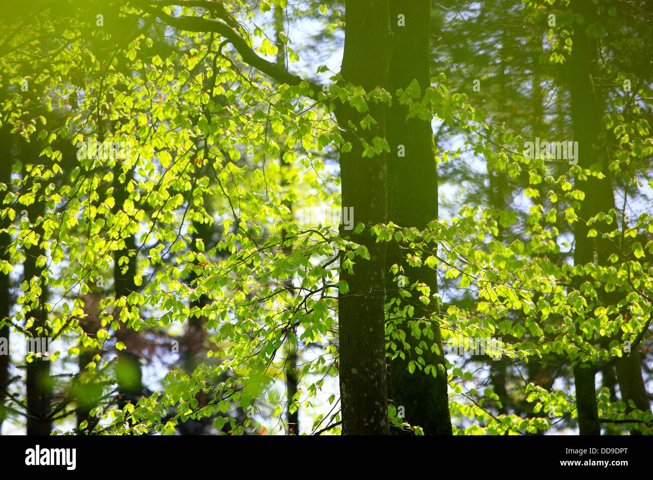 Fagus sylvaticia hi-res stock photography and images - Alamy