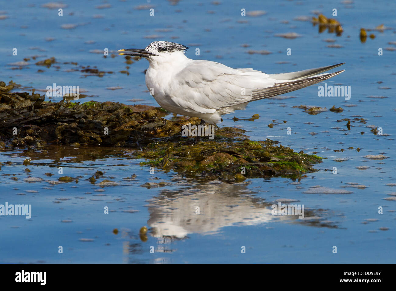 Sandwich Tern, Sterna sandvicensis, moulting into winter plumage Stock ...