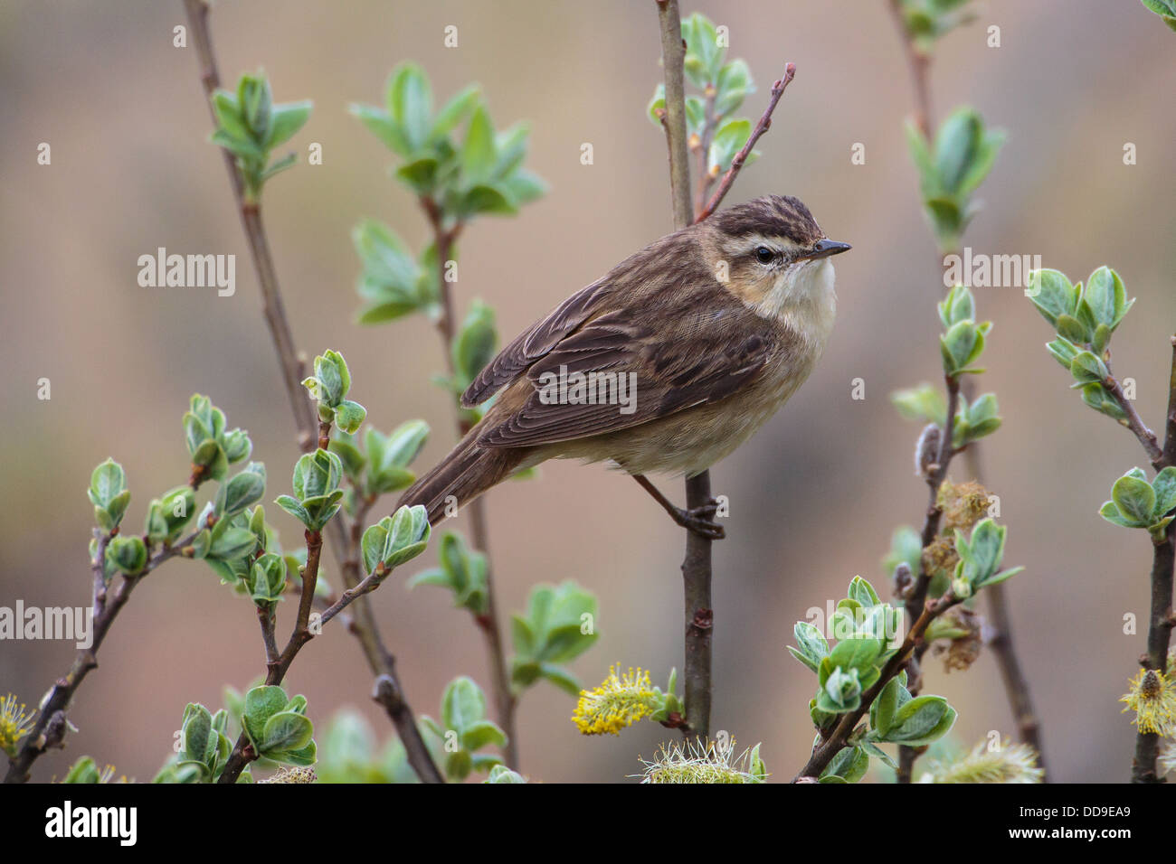 Sedge Warbler, Acrocephalus schoenobaenus, warbler, passerine Stock ...