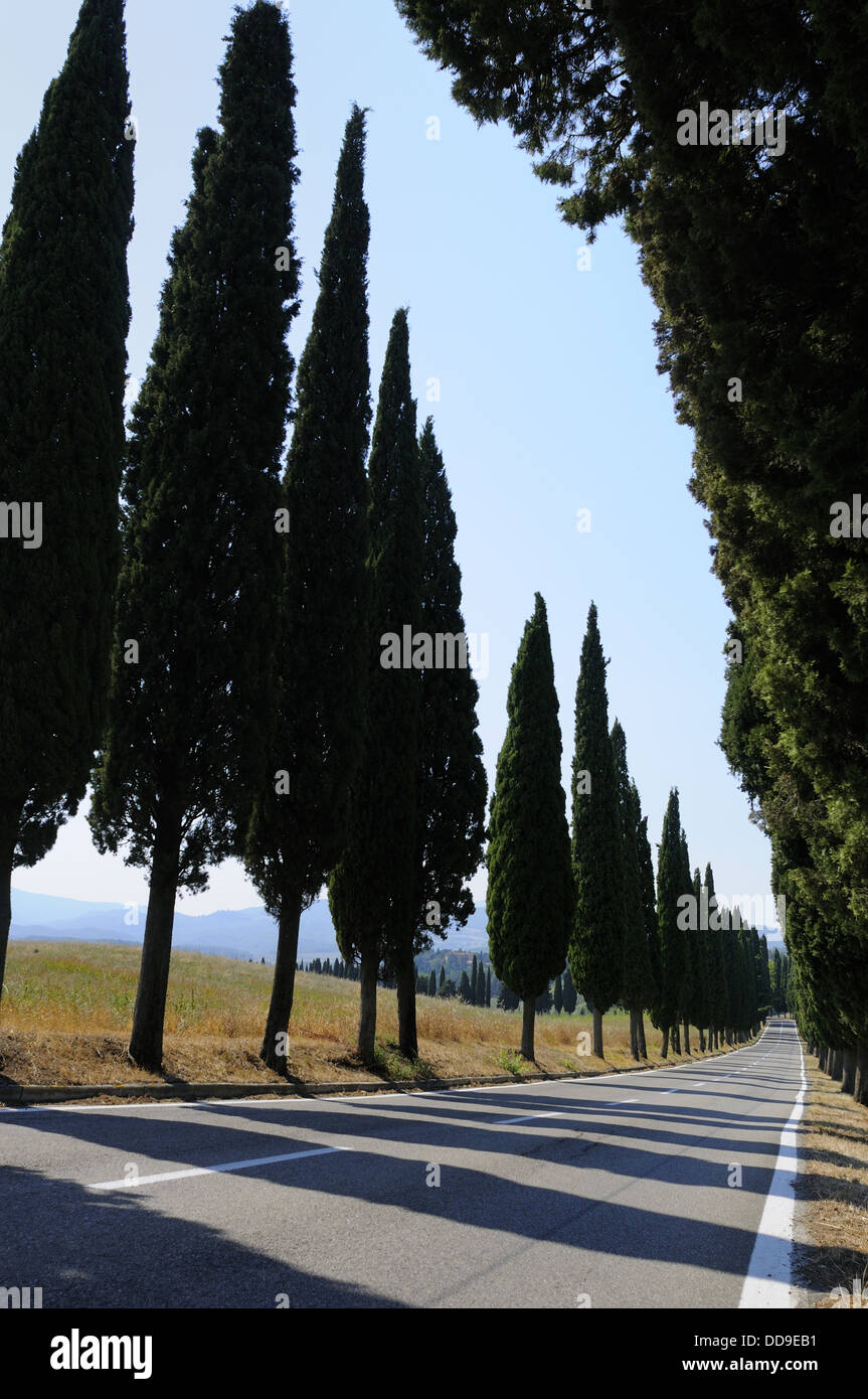 Road and cypress trees in Tuscany Italy Stock Photo - Alamy