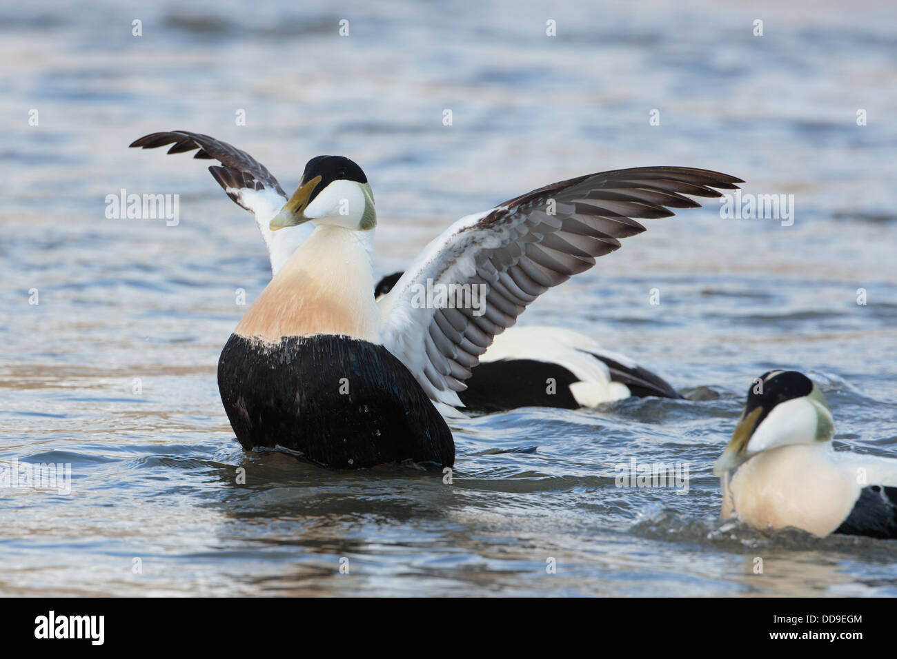 Common Eiders Somateria mollissima Stock Photo - Alamy