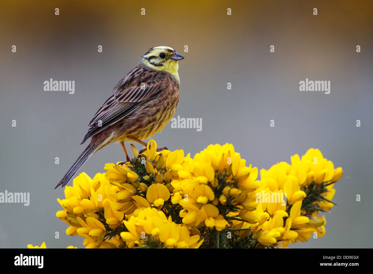 Male Yellowhammer, Emberiza citrinella on Gorse Ulex europaeus Stock ...