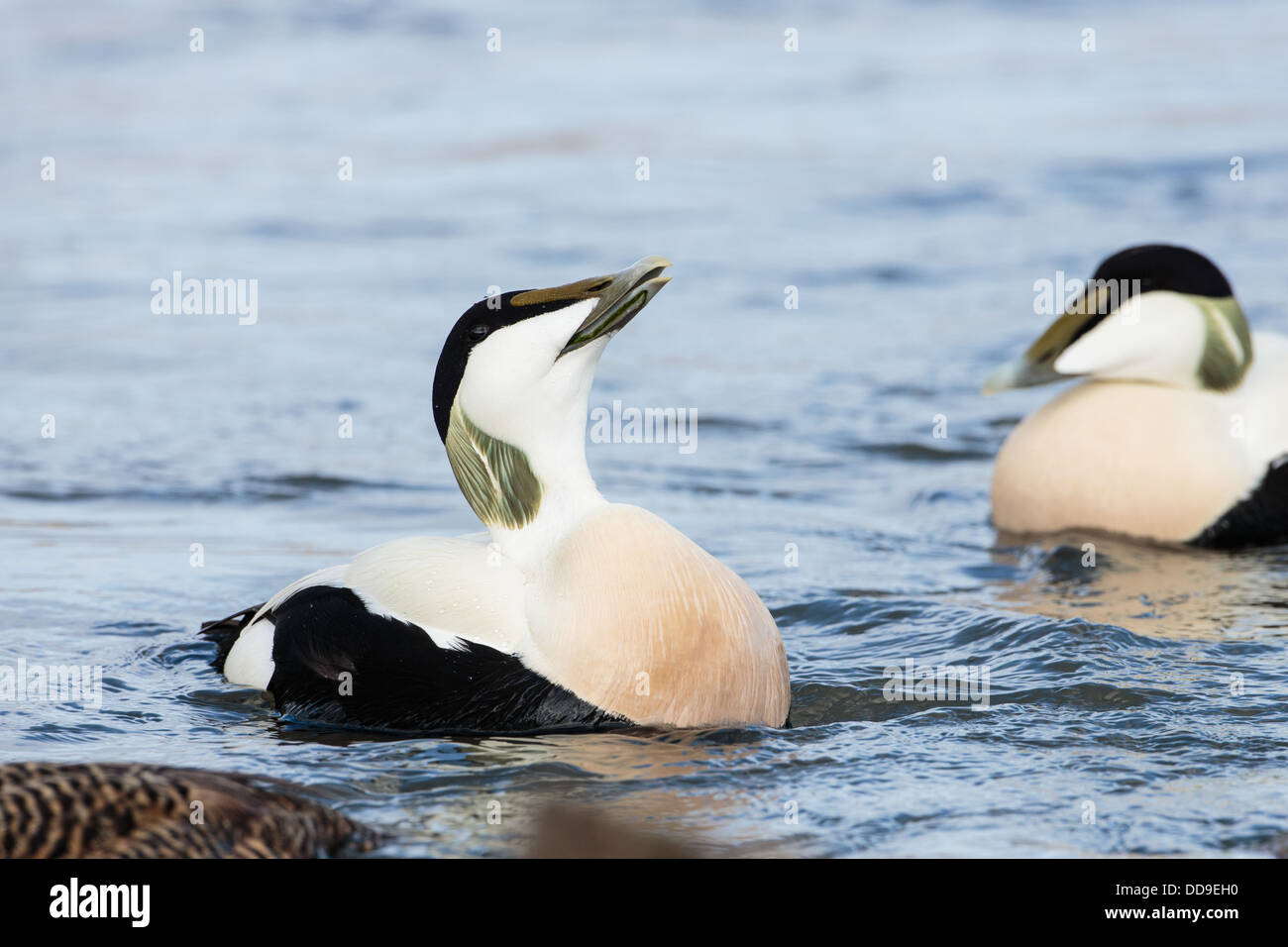 Drake Common Eider, Somateria mollissima, displaying Stock Photo - Alamy