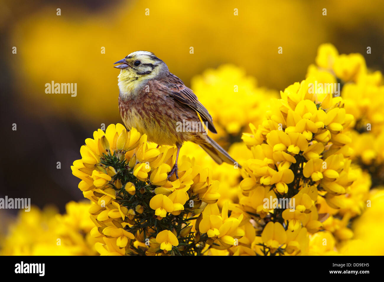 Male Yellowhammer, Emberiza citrinella, on Gorse, Ulex europaeus Stock ...