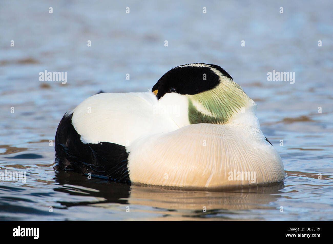 Eider duck drake hi-res stock photography and images - Alamy