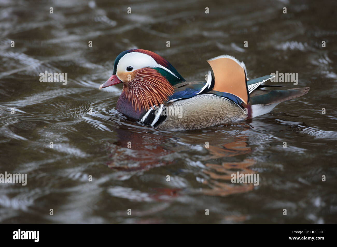 Drake Mandarin Duck Aix galericulata duck feral naturalised species ...