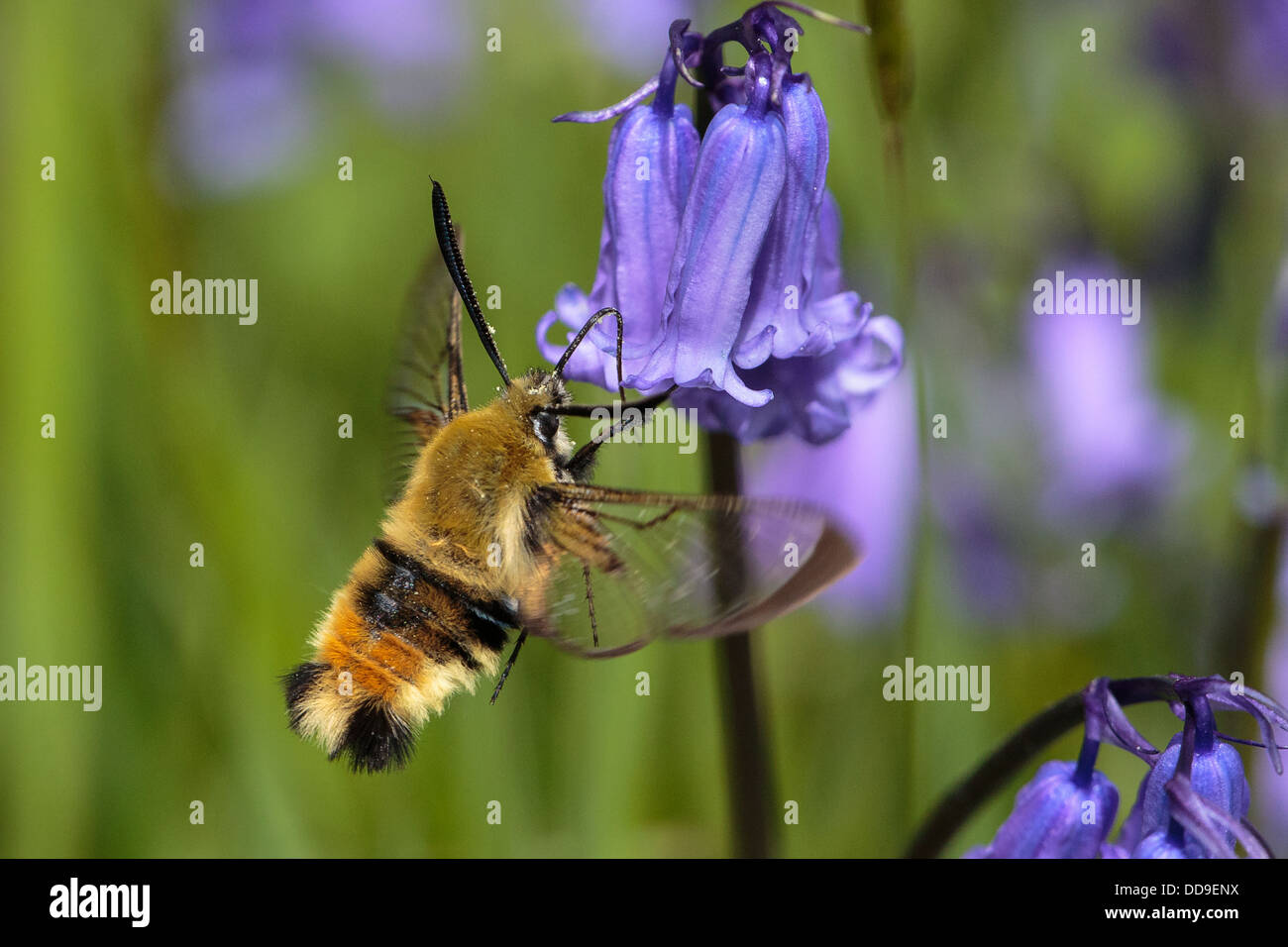 Narrow-bordered Bee Hawkmoth, Hemaris tityus, nectaring on Bluebell ...
