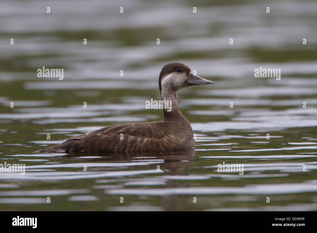 Common scoter duck hi-res stock photography and images - Alamy
