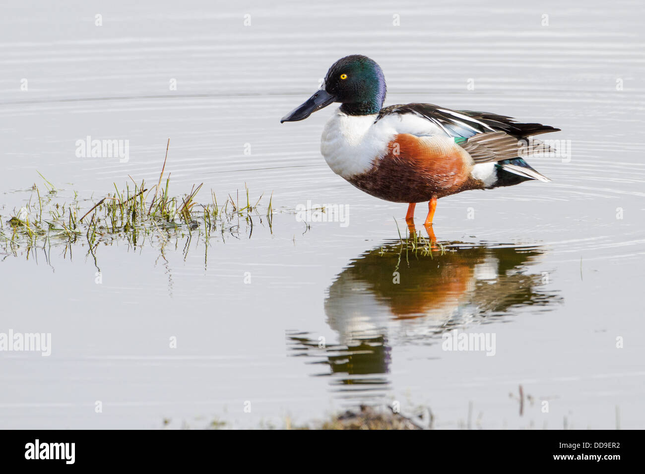 Drake Shoveler