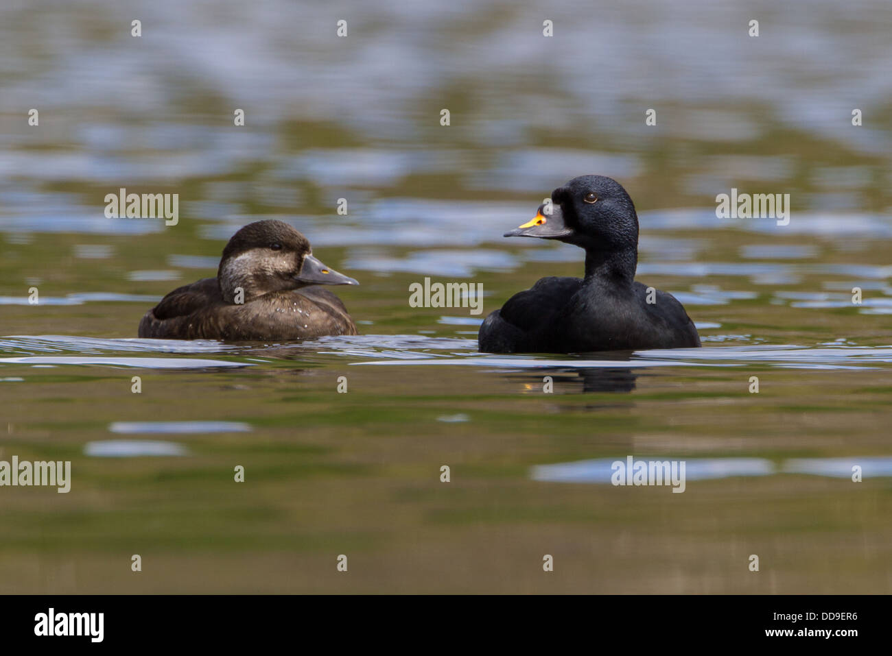 Common Scoter, Melanitta nigra, pair Stock Photo - Alamy