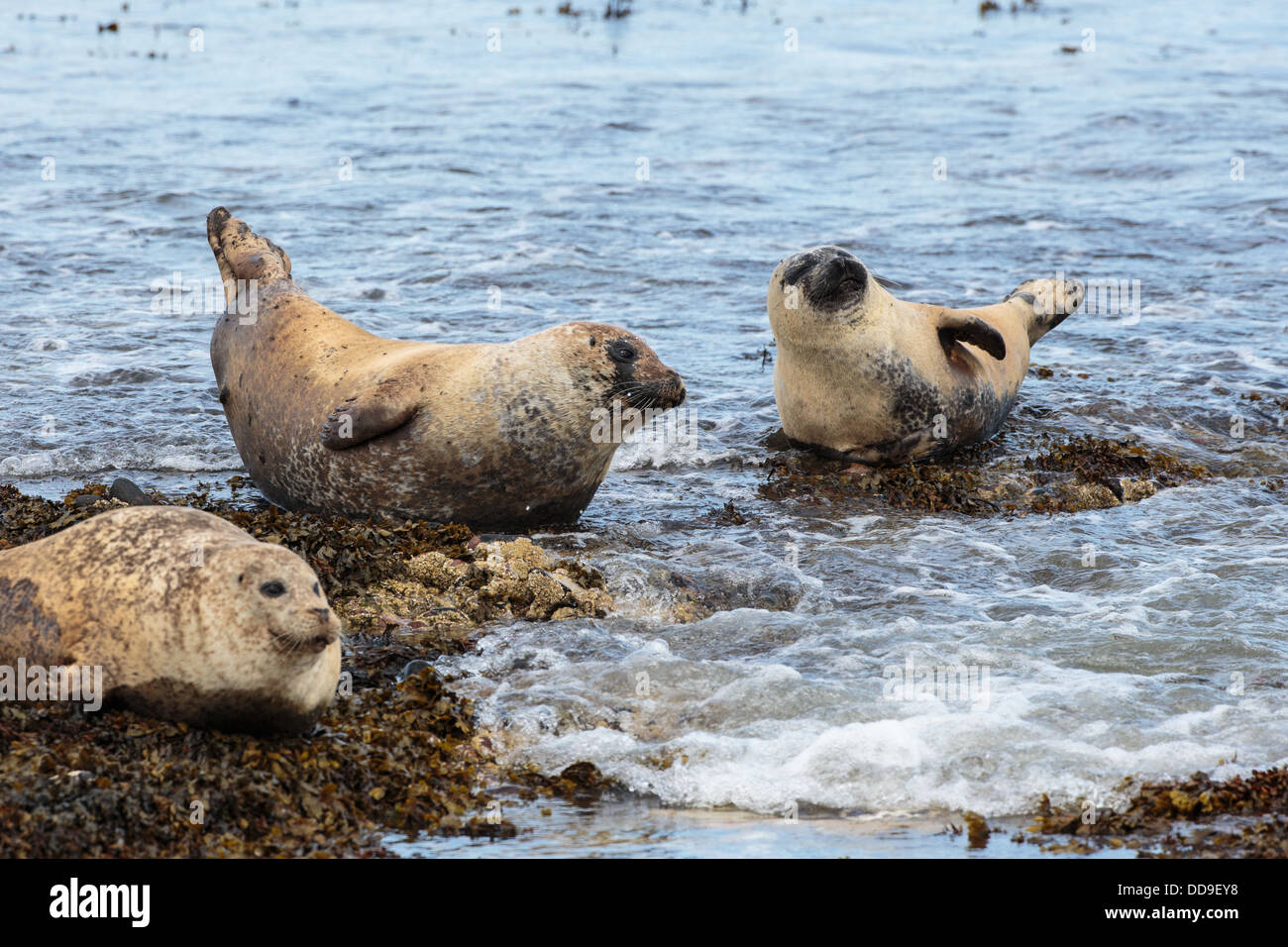 Hauled out on rocks hi-res stock photography and images - Alamy