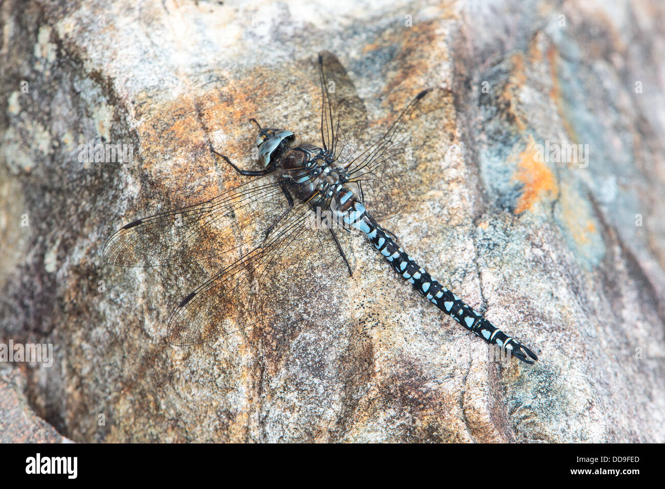 Azure hawker dragonfly aeshna caerulea hi-res stock photography and ...