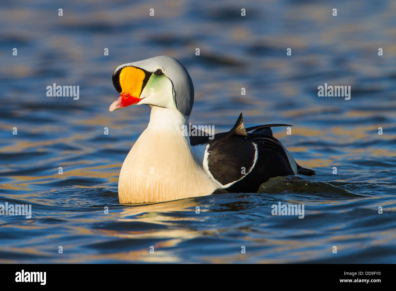 Drake King Eider, Somateria spectabilis Stock Photo - Alamy