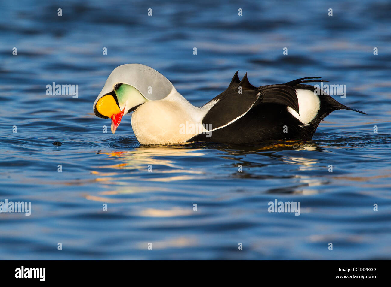 King Eider Drake High Resolution Stock Photography and Images - Alamy