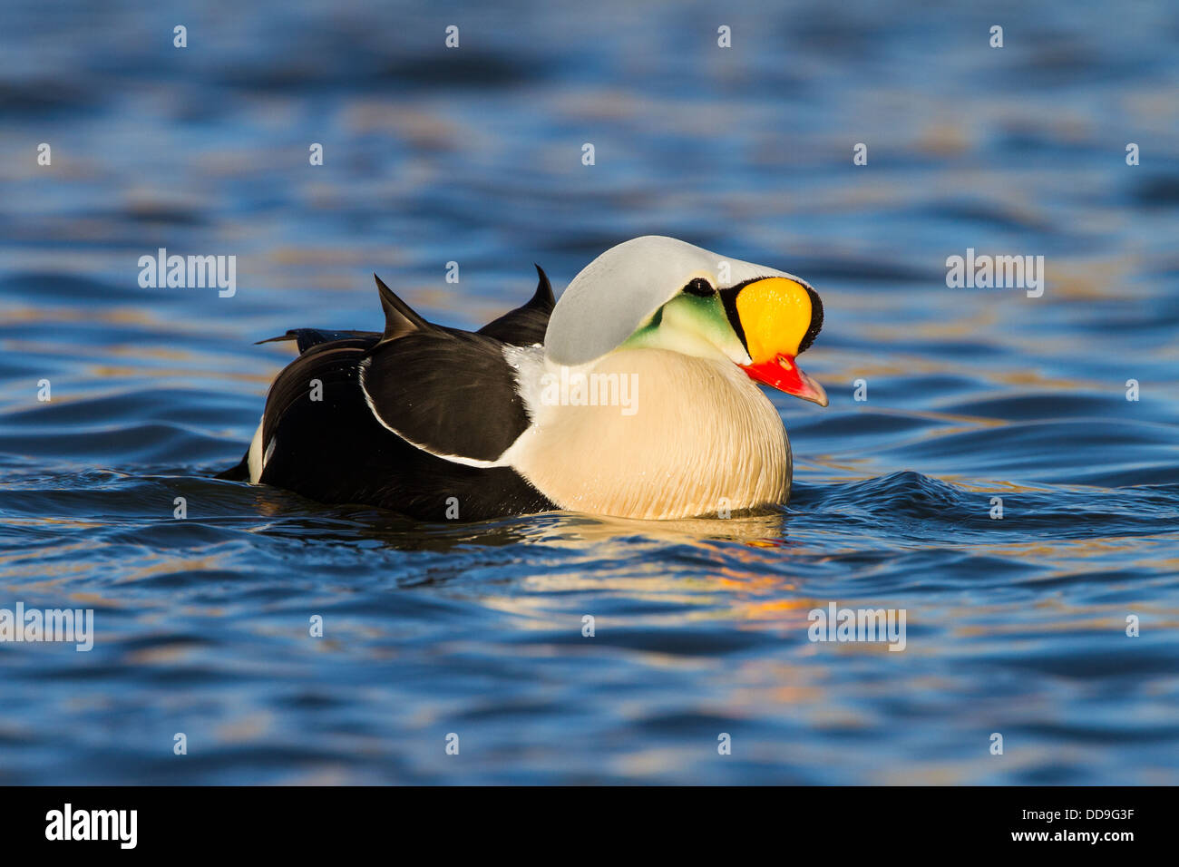 King Eider Drake High Resolution Stock Photography and Images - Alamy