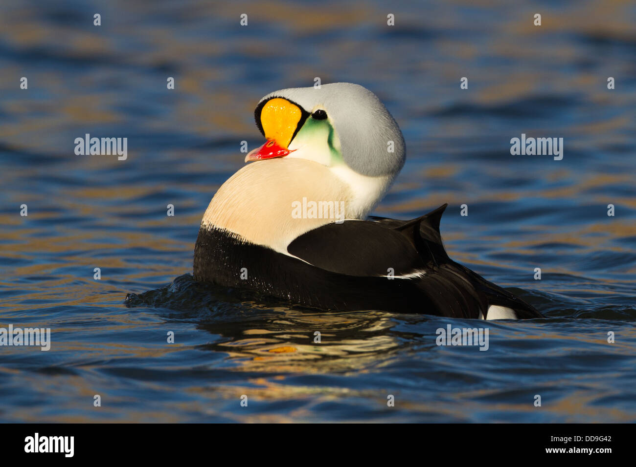 Eider drake hi-res stock photography and images - Alamy