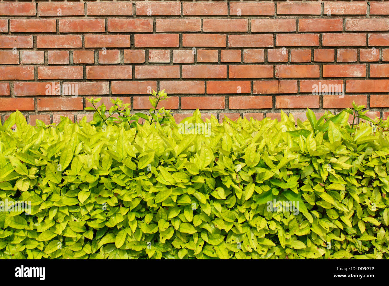 brick wall and bramble in Rama IX park (Bangkok, Thailand Stock Photo ...