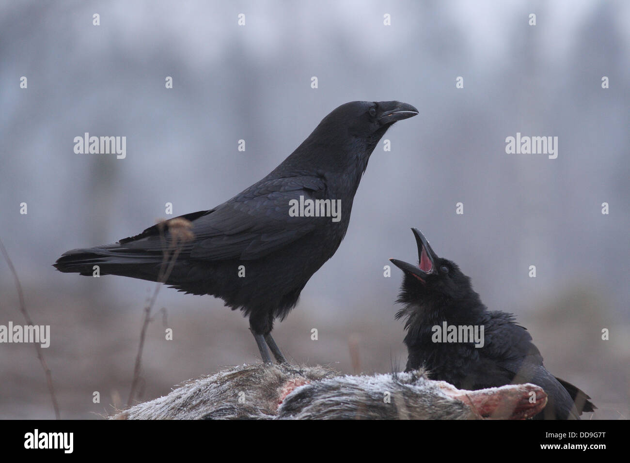 Ravens on the carcass Stock Photo - Alamy