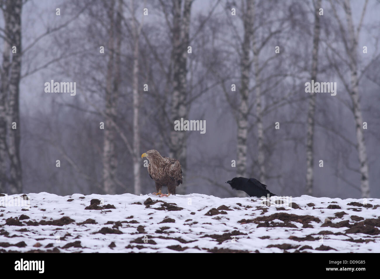 White-tailed Eagle and Raven Stock Photo - Alamy