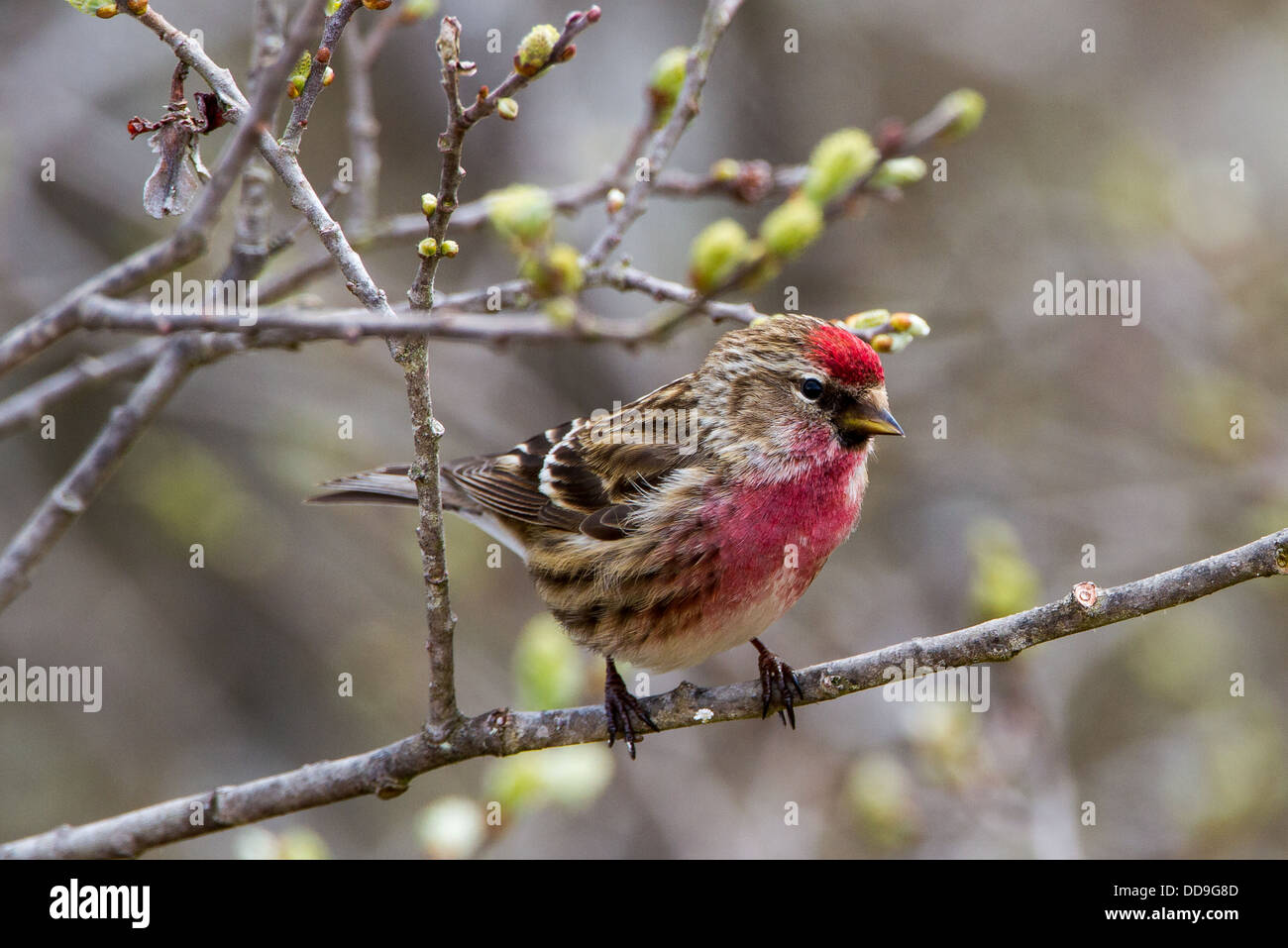 Male Lesser, Redpoll Carduelis cabaret Stock Photo - Alamy
