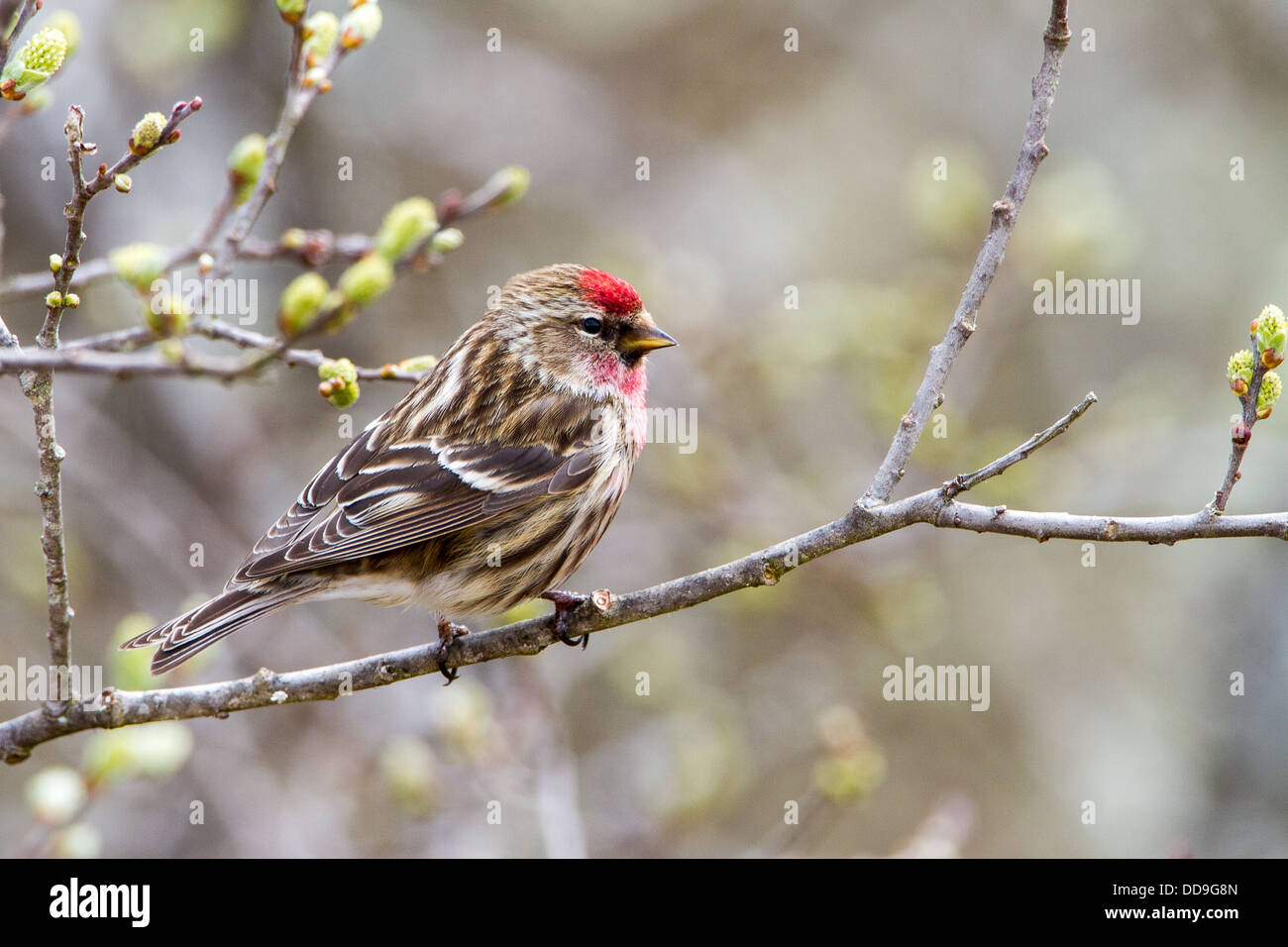 Male Lesser Redpoll, Carduelis cabaret Stock Photo - Alamy