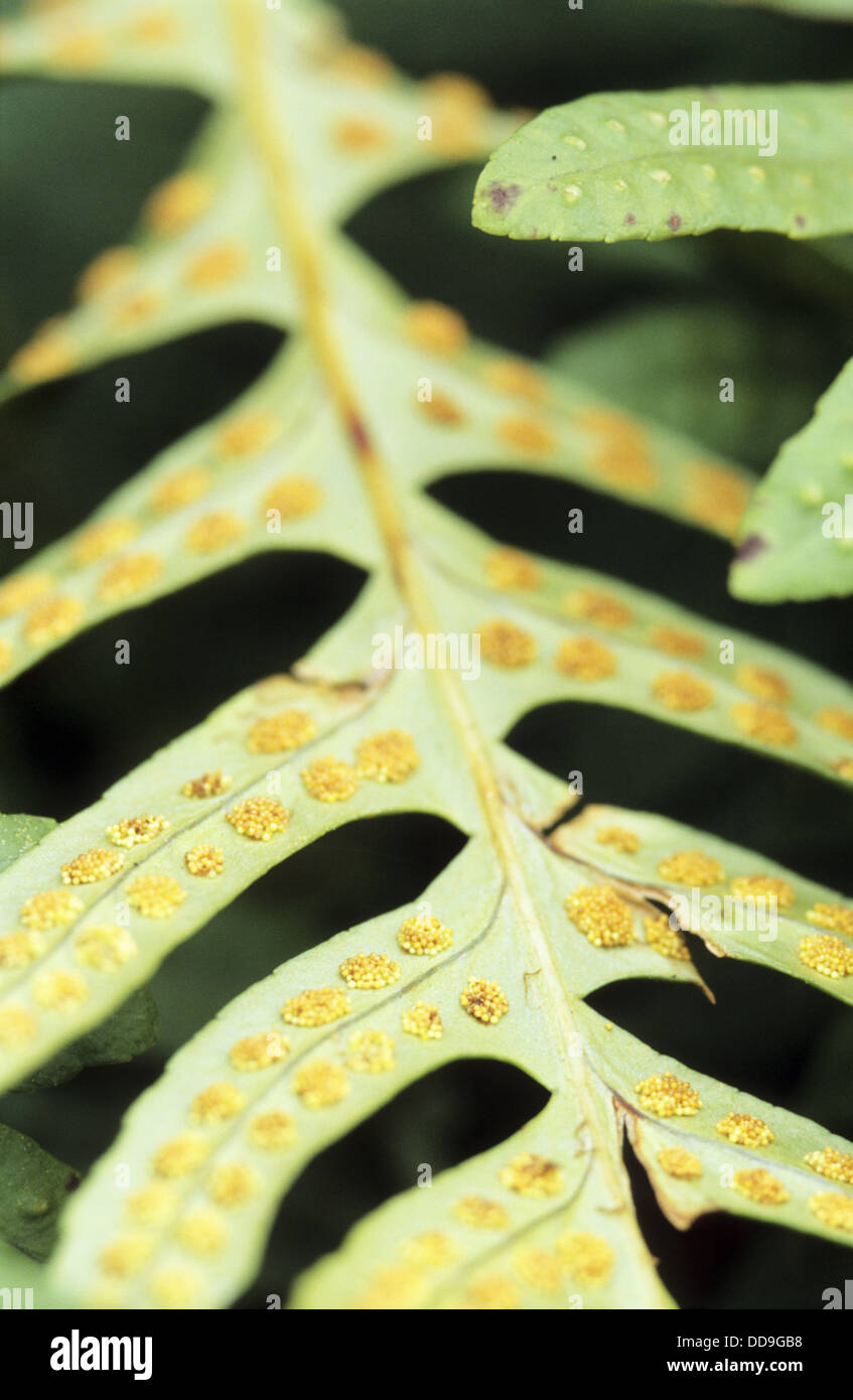 Common polypody polypodium vulgare fern hi-res stock photography and ...