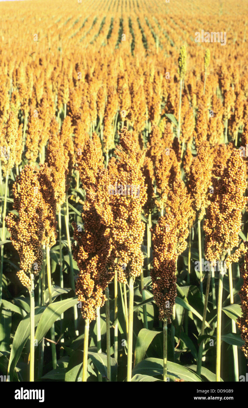 Sorghum (Sorghum vulgare Stock Photo, Royalty Free Image: 59832061 - Alamy