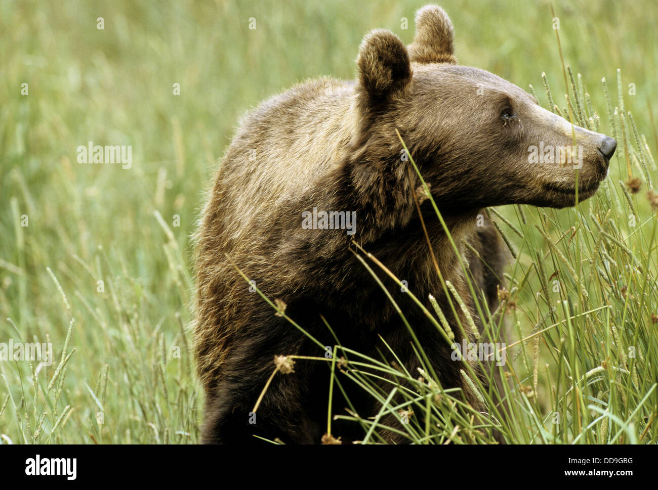Brown Bear (Ursus arctos) French Pyrenées. France Stock Photo - Alamy