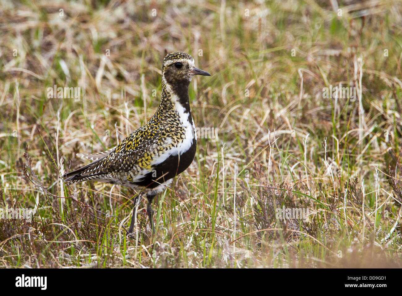 European Golden Plover, Pluvialis apricaria, in moorland breeding ...